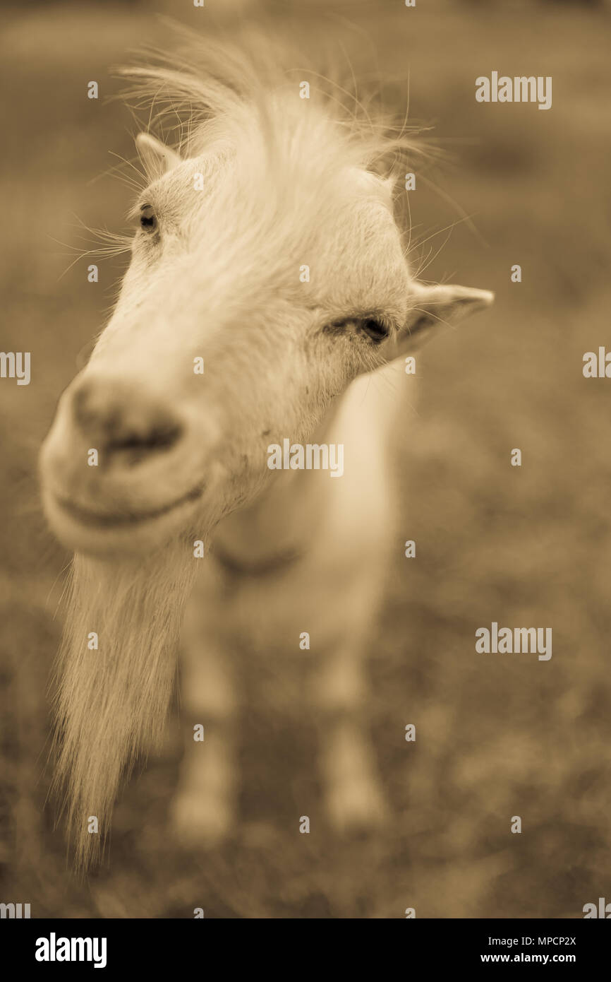 Portrait of a goat close-up Stock Photo - Alamy