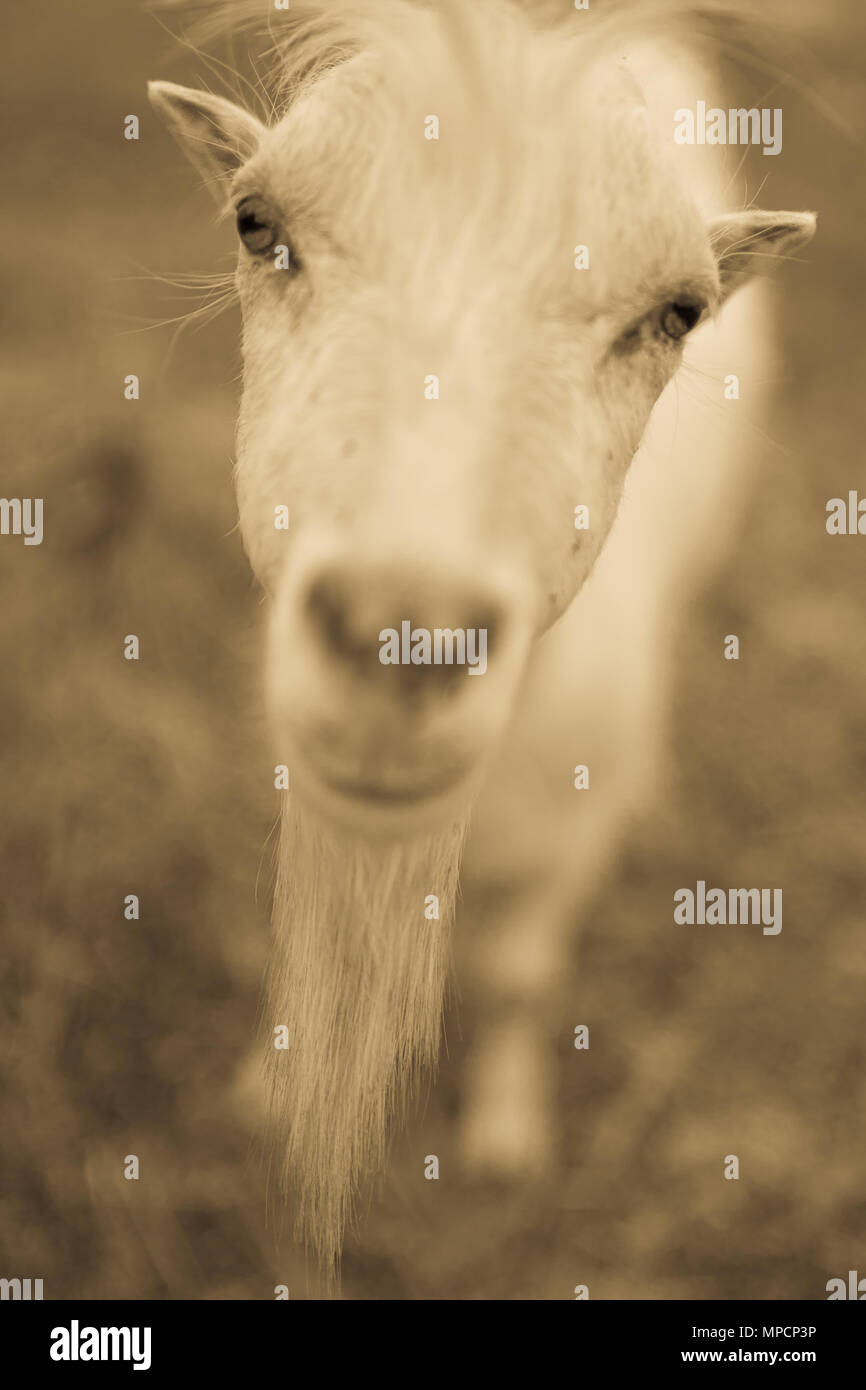 Goat hairstyle hi-res stock photography and images - Alamy