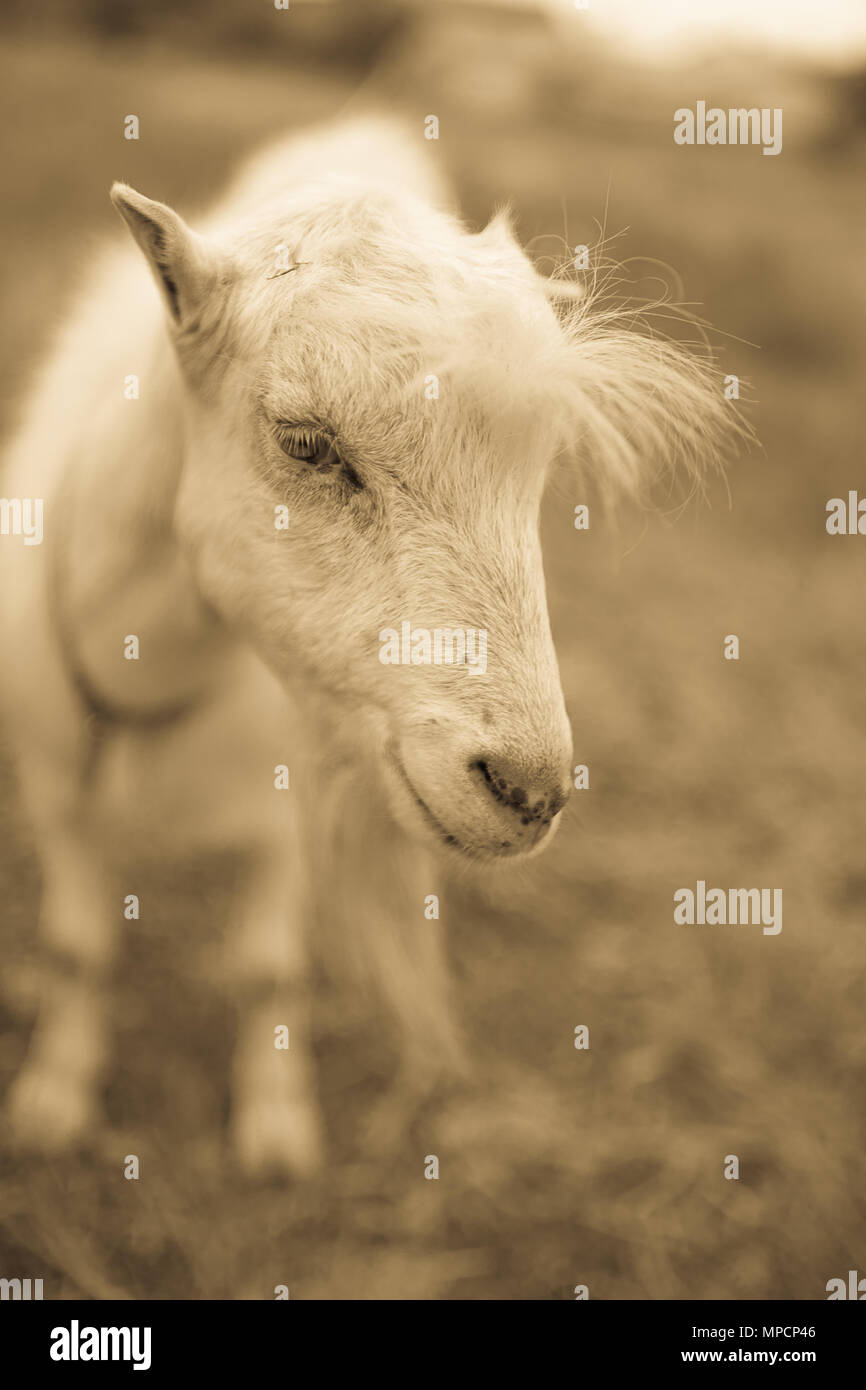 Goat hairstyle hi-res stock photography and images - Alamy