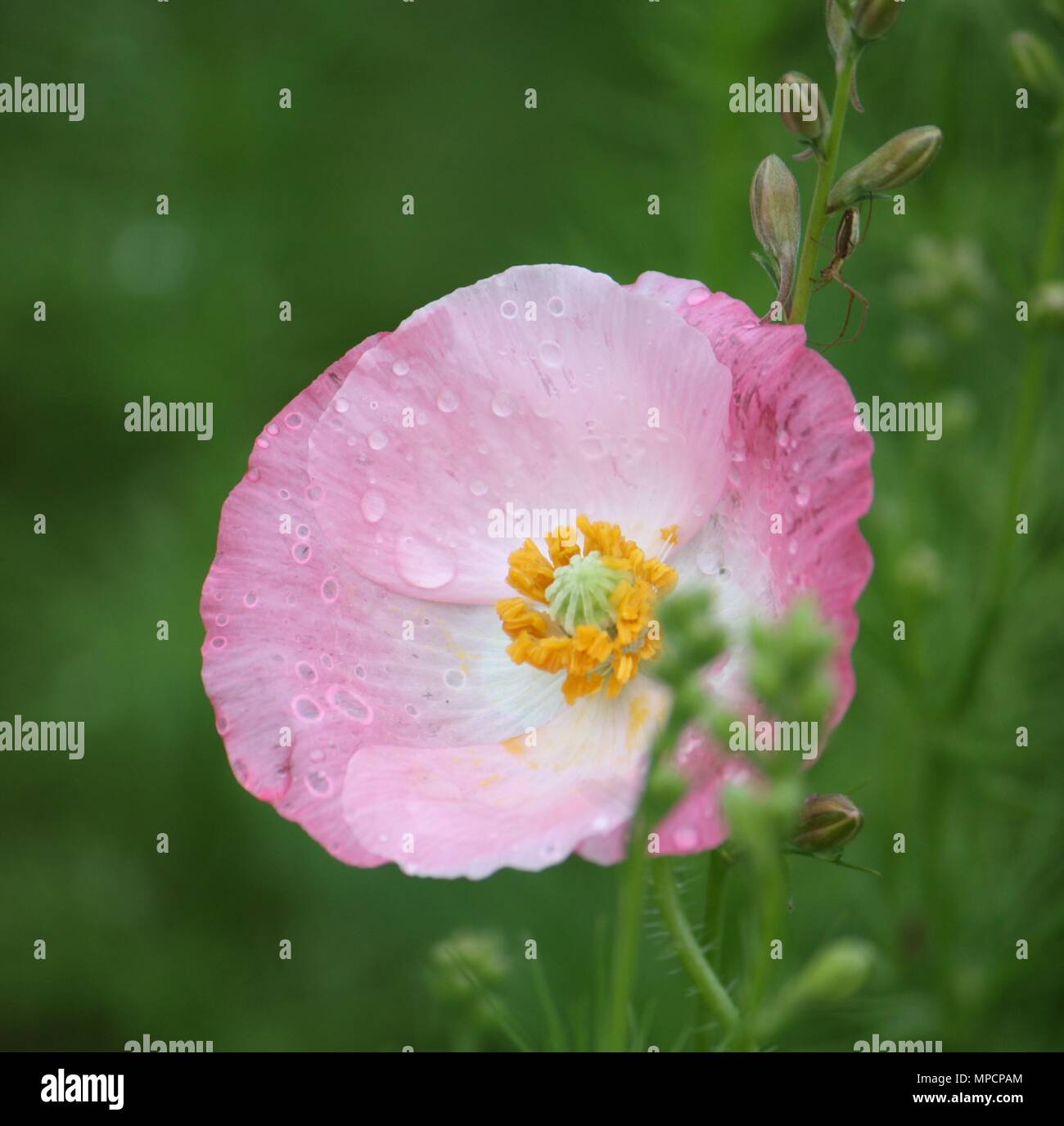 Poppy and the Spider Stock Photo - Alamy