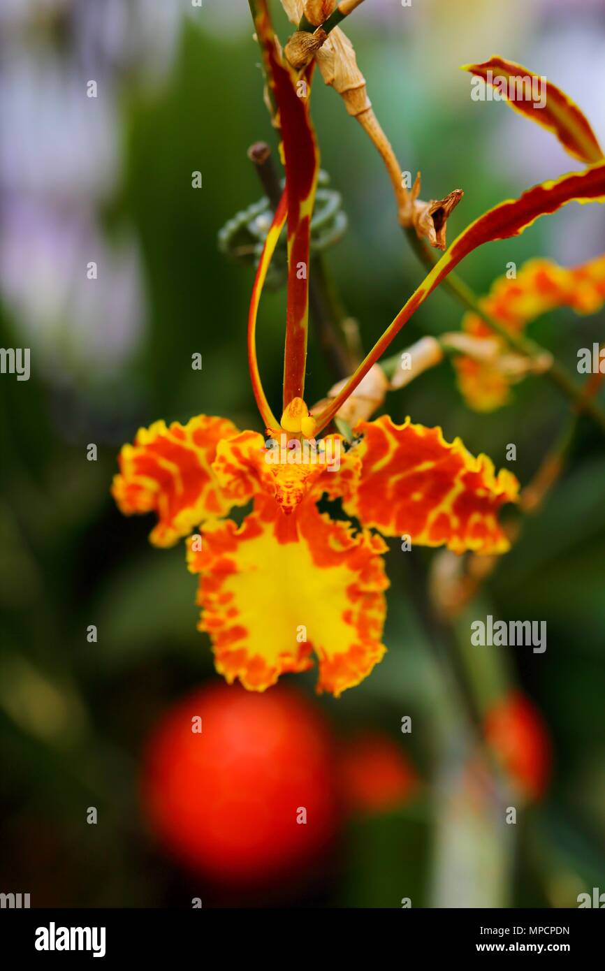 Beautiful orchid flower in tropical garden Stock Photo - Alamy