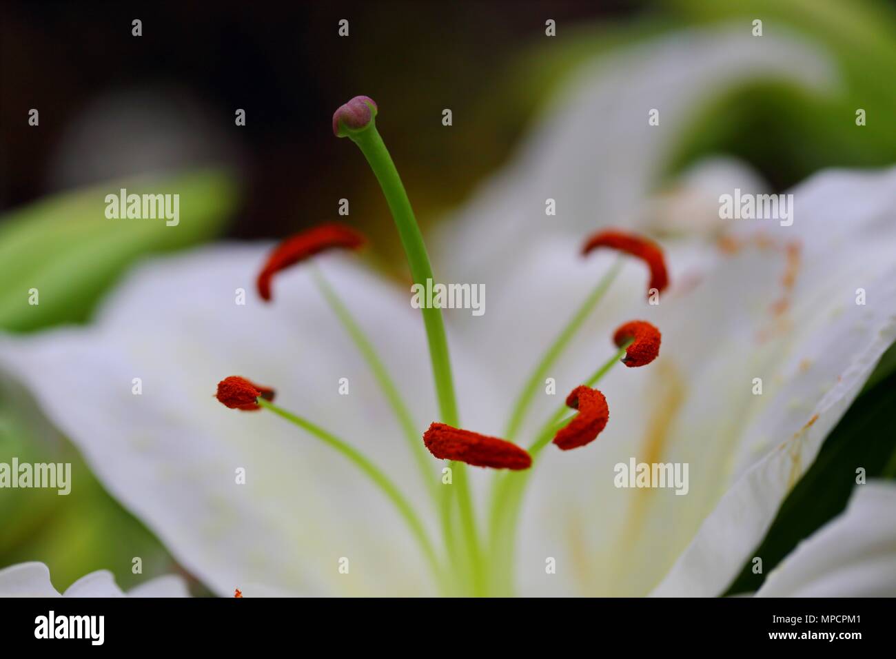 Beautiful Lilium, Liliaceae flower Stock Photo - Alamy