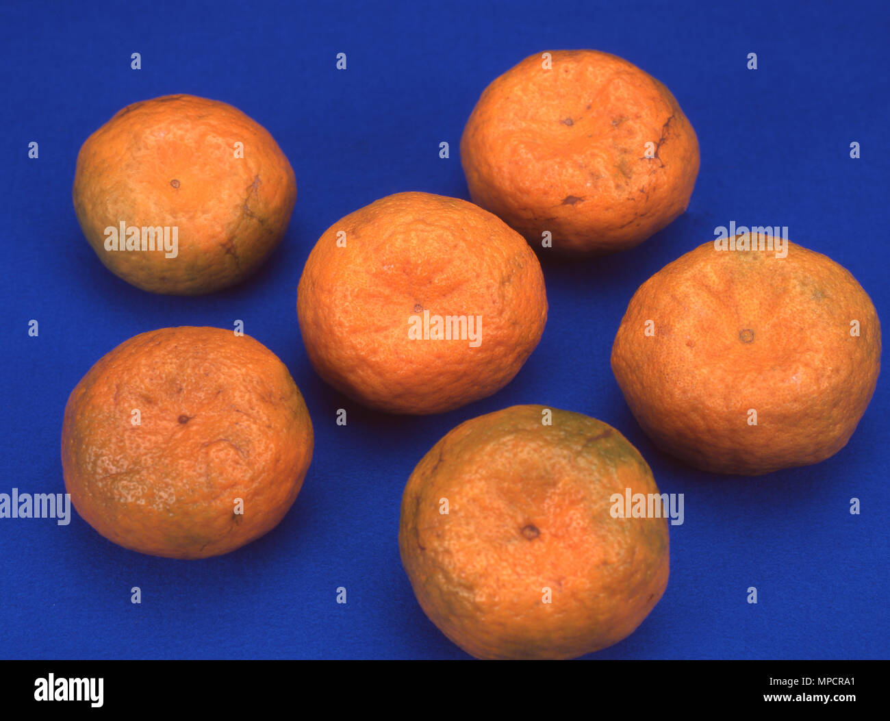 Ponkan hi-res stock photography and images - Alamy