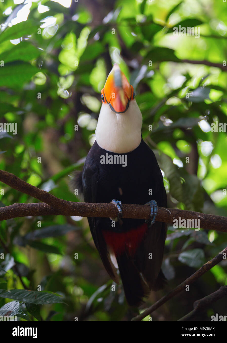 Colorful tucan in the wild Stock Photo - Alamy