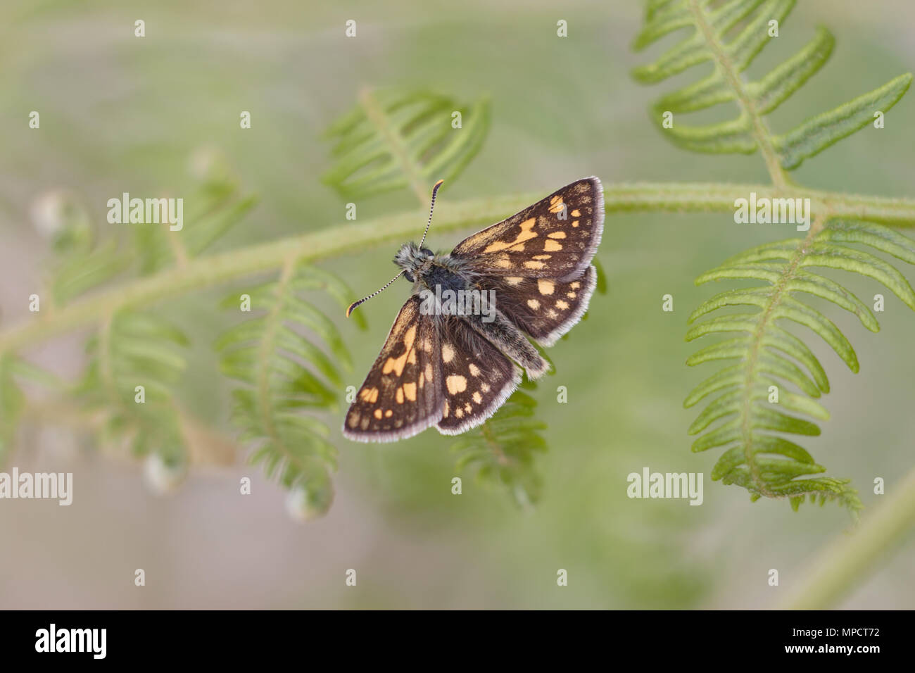 Chequered Skipper (Carterocephalus palaemon Stock Photo - Alamy