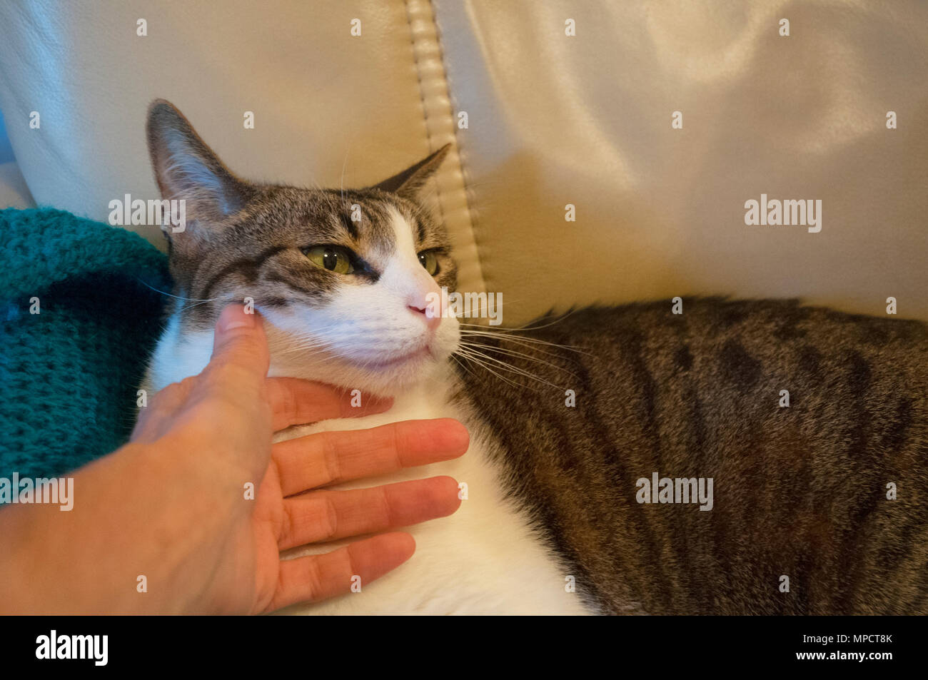 Stroke cat hand hi-res stock photography and images - Alamy