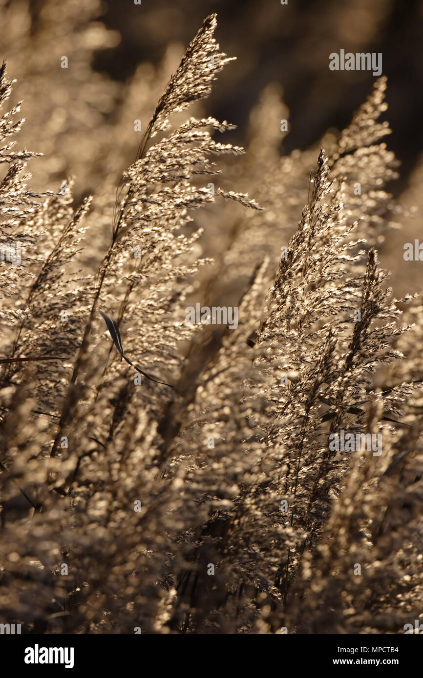 Common Reed (Phragmites australis Stock Photo - Alamy