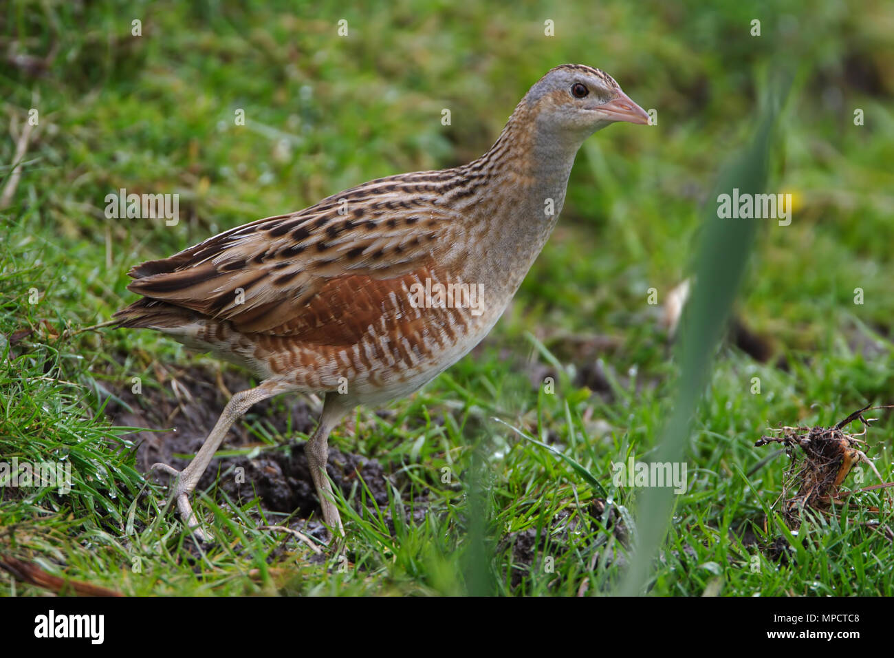 Corncrake (Crex crex Stock Photo - Alamy