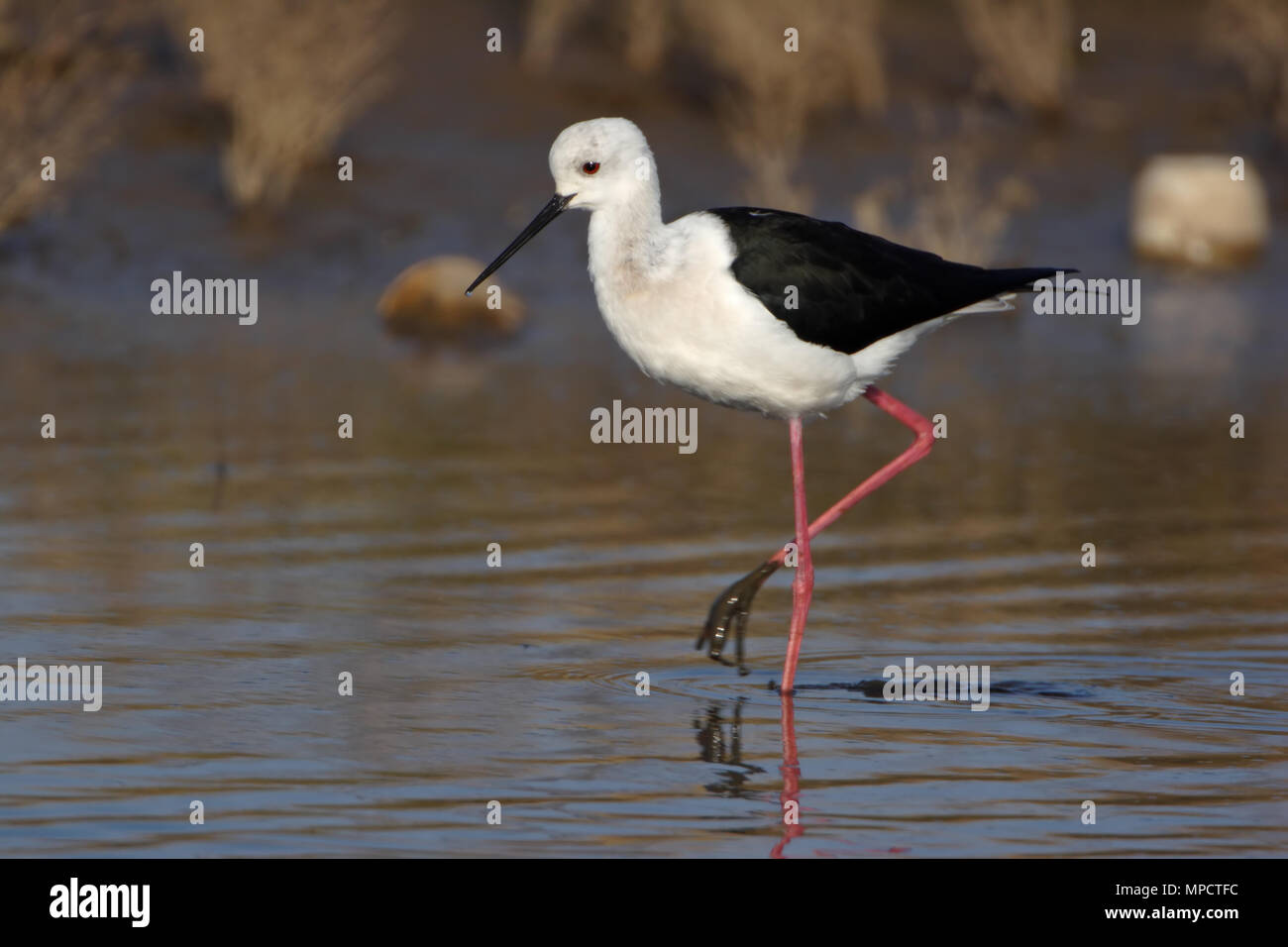 Stilts avocets hi-res stock photography and images - Alamy