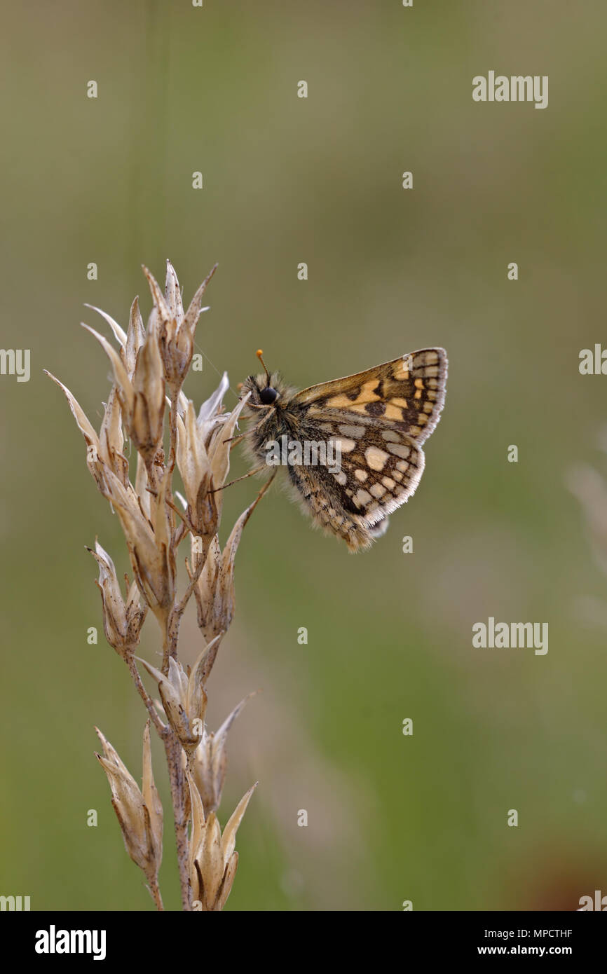 Chequered Skipper (Carterocephalus palaemon Stock Photo - Alamy