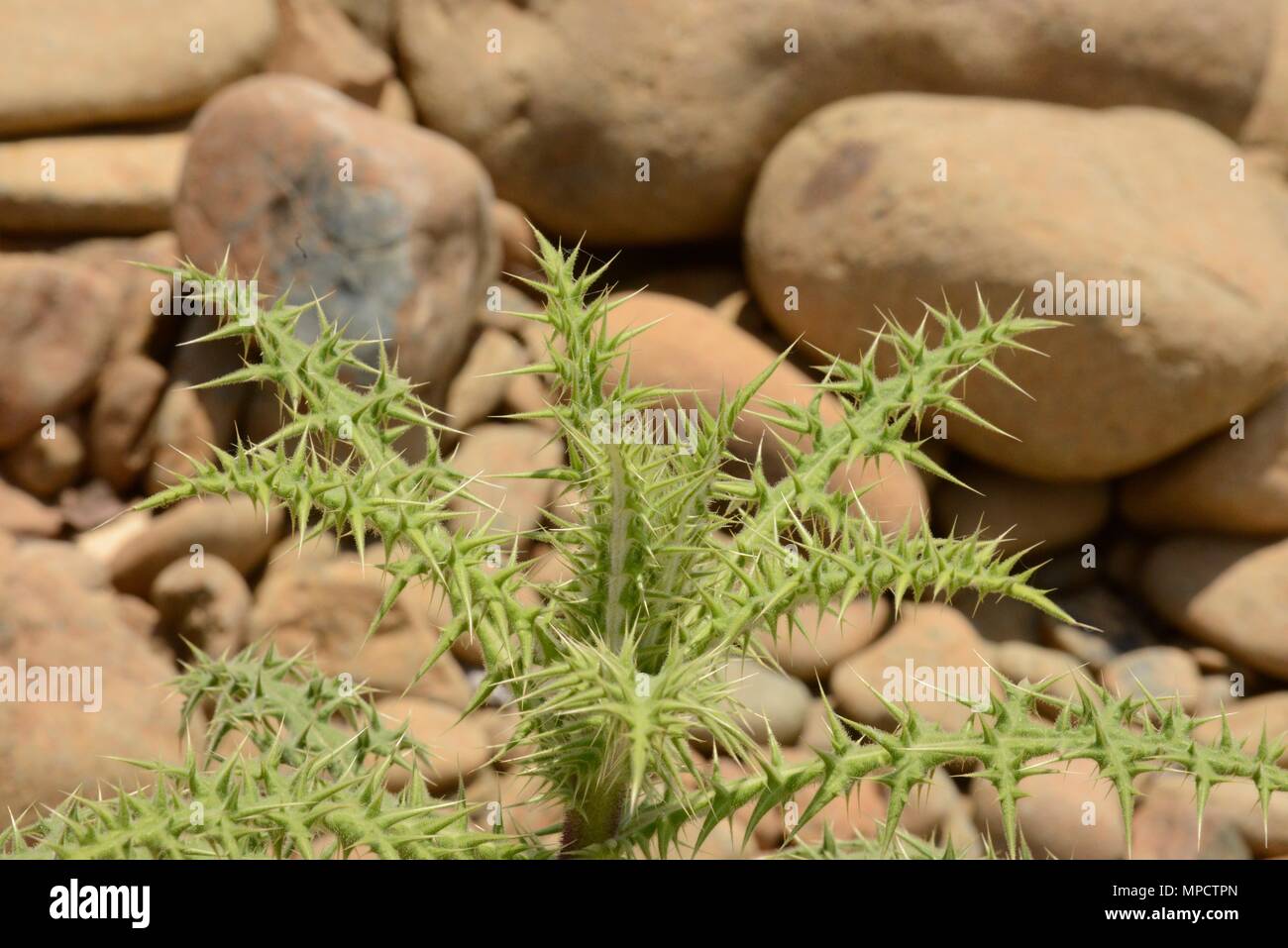 Green, Foliage, plants Stock Photo - Alamy