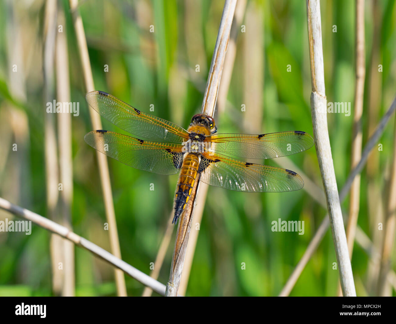 Four-spotted chaser Libellula quadrimaculata on reed stem Stock Photo ...