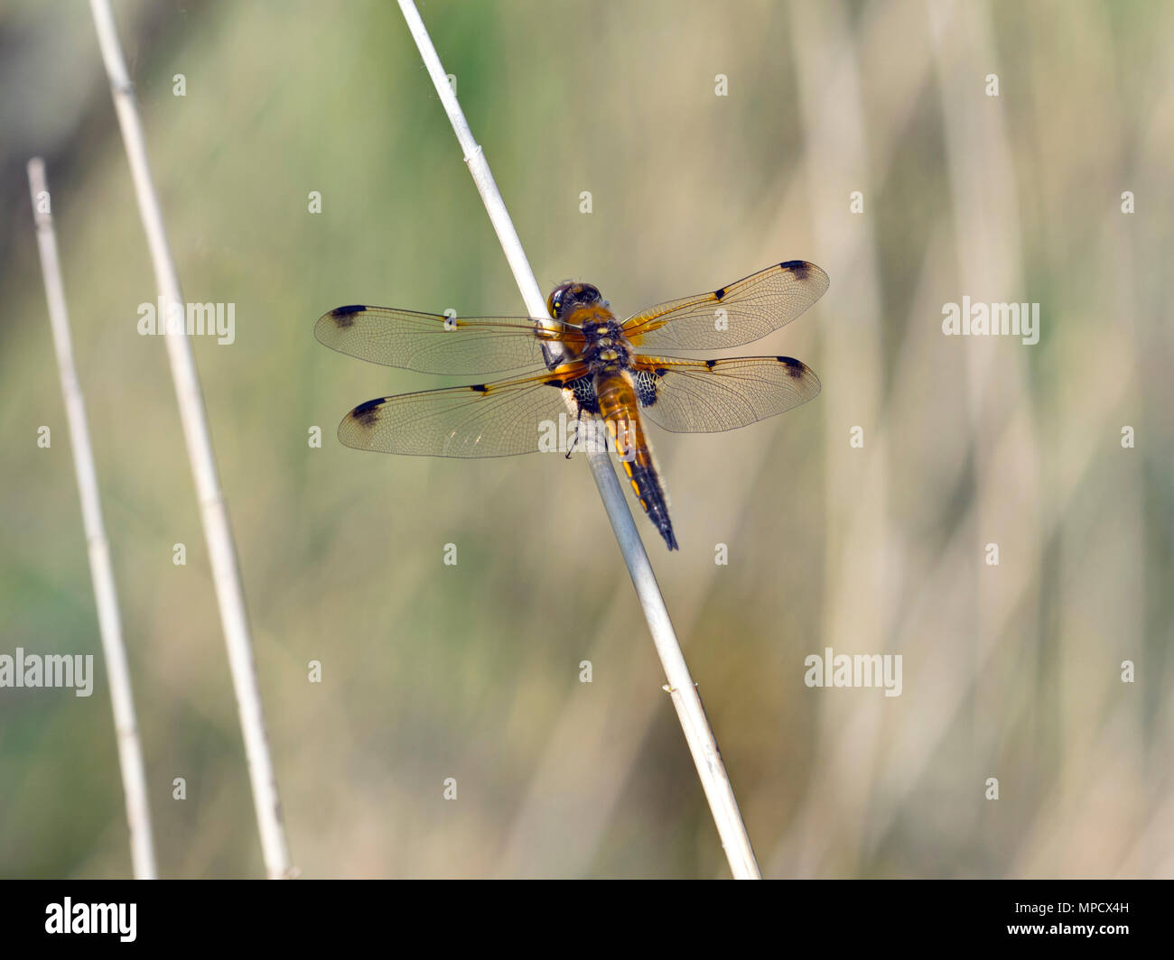 Four-spotted chaser Libellula quadrimaculata on reed stem Stock Photo ...