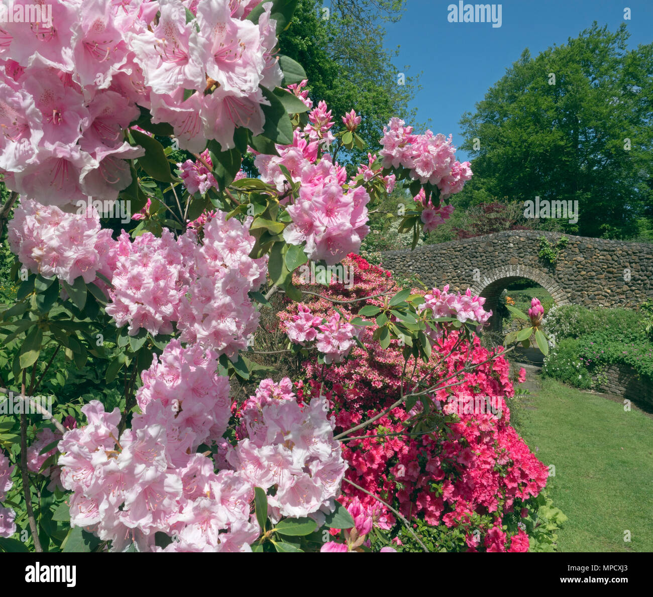 Rhododendrons Pink pearl Bressingham gardens Norfolk Stock Photo - Alamy