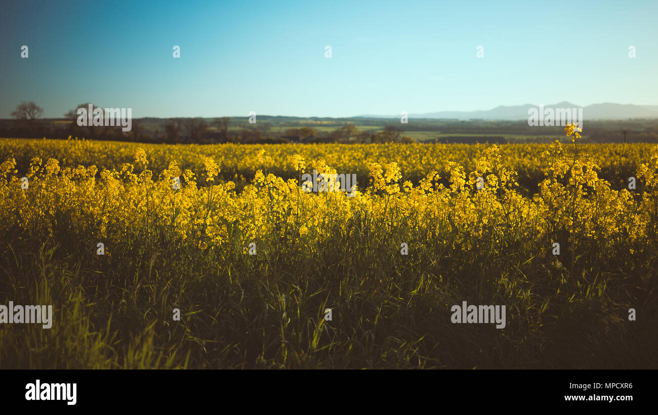 Crops of rapeseed hi-res stock photography and images - Alamy