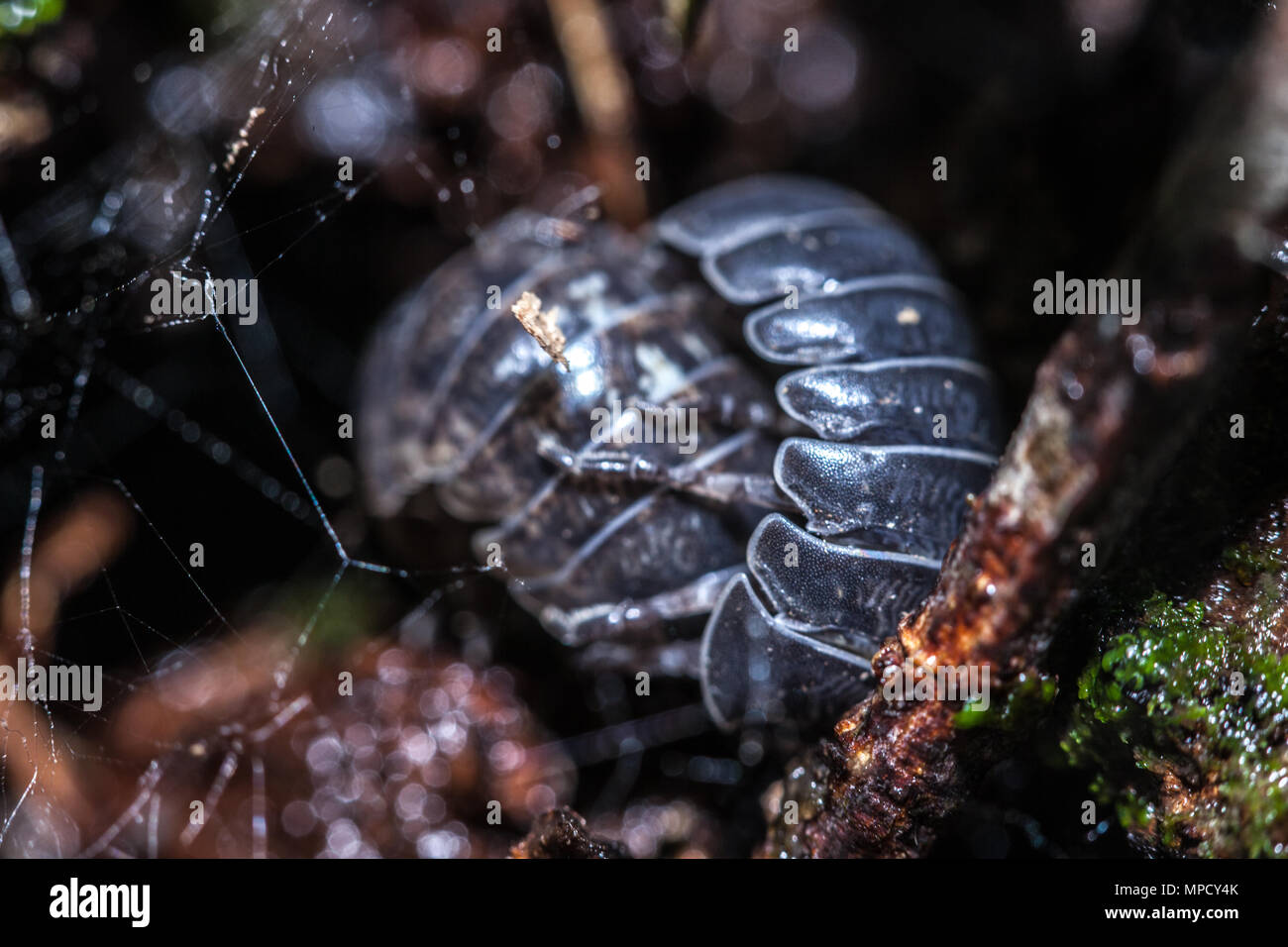 Female centipede hi-res stock photography and images - Alamy