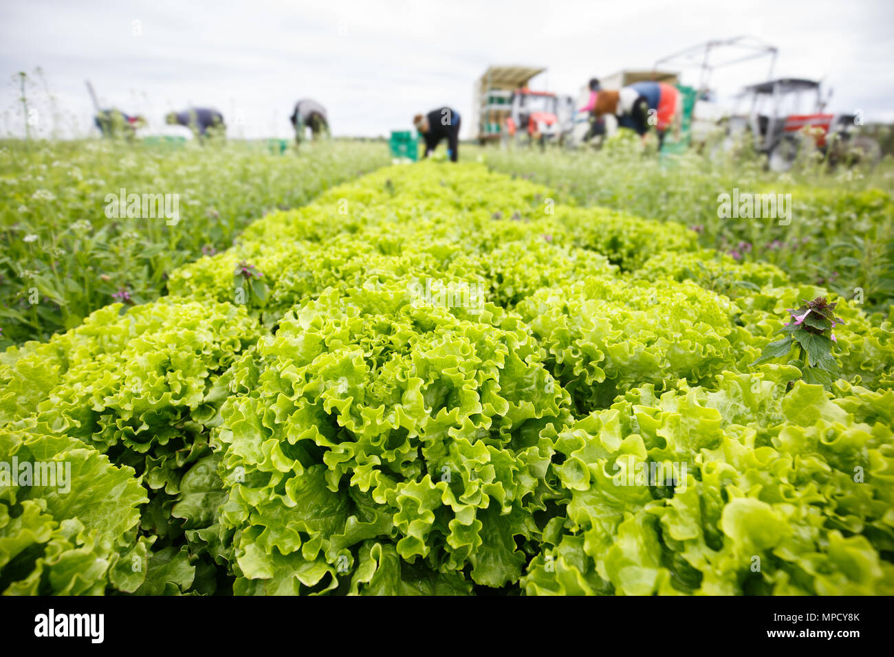Lettuce pickers hi-res stock photography and images - Alamy