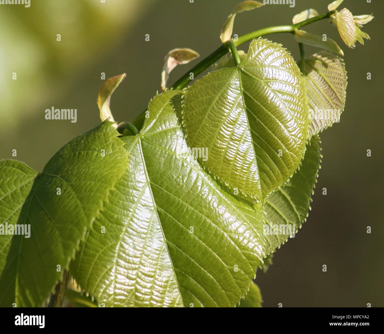 Close up of leaves of birch tree hi-res stock photography and images ...