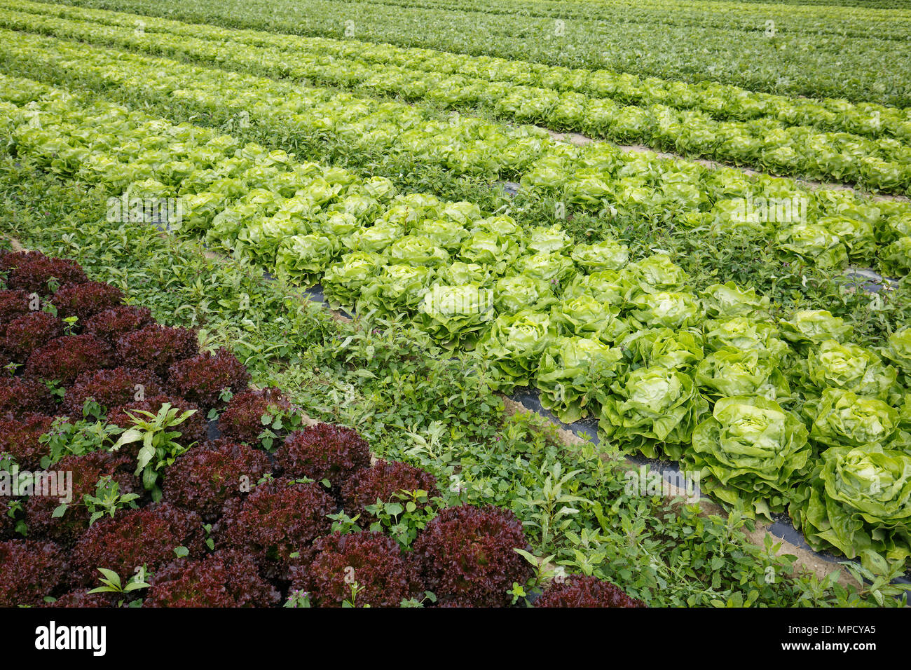 Fully grown lettuce hi-res stock photography and images - Alamy