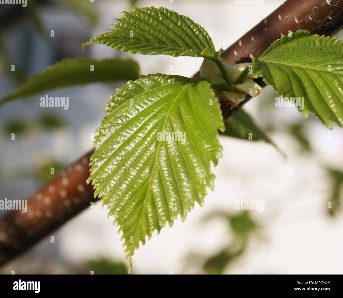Close up of leaves of birch tree hi-res stock photography and images ...