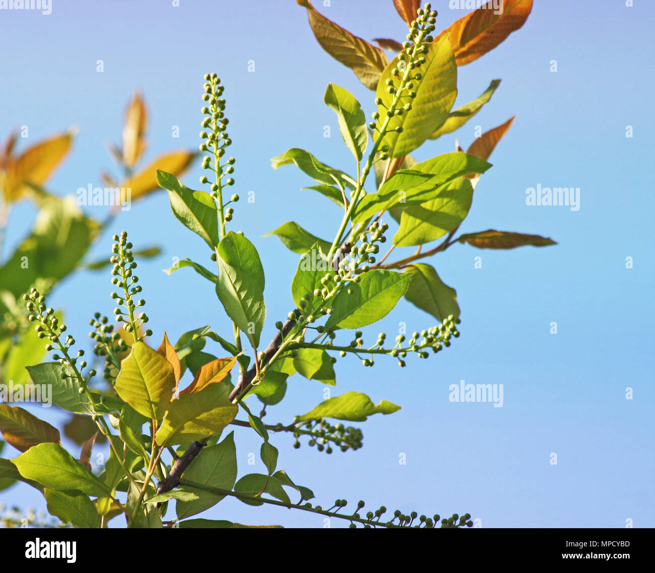 Buds and new young leaves hi-res stock photography and images - Alamy