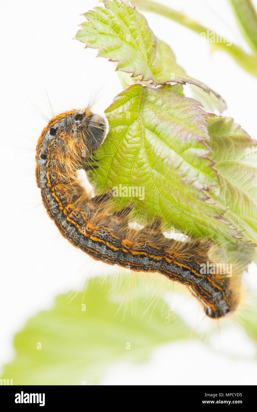Lackey moth caterpillars hi-res stock photography and images - Alamy