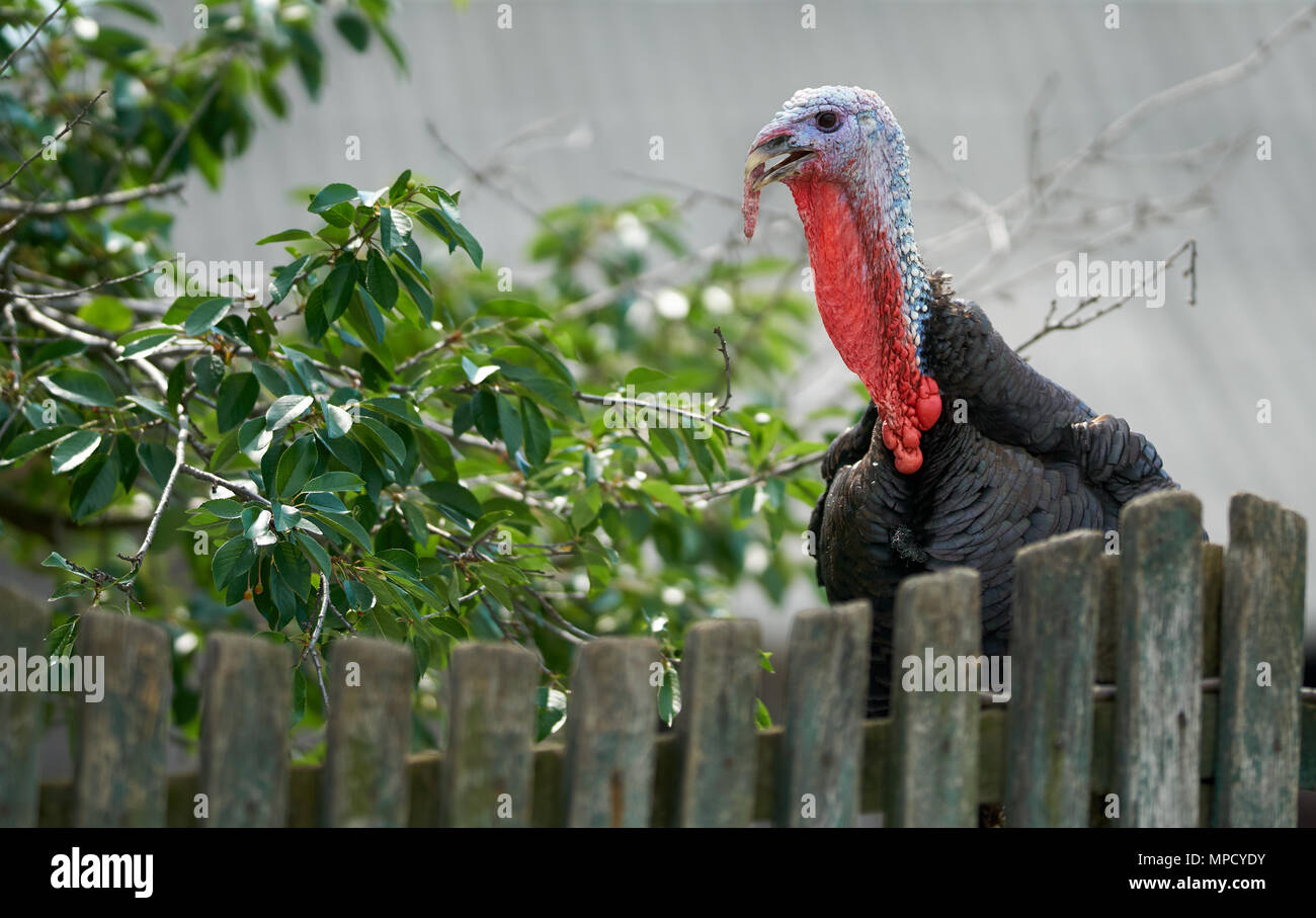 Young male wild turkey in hi-res stock photography and images - Alamy