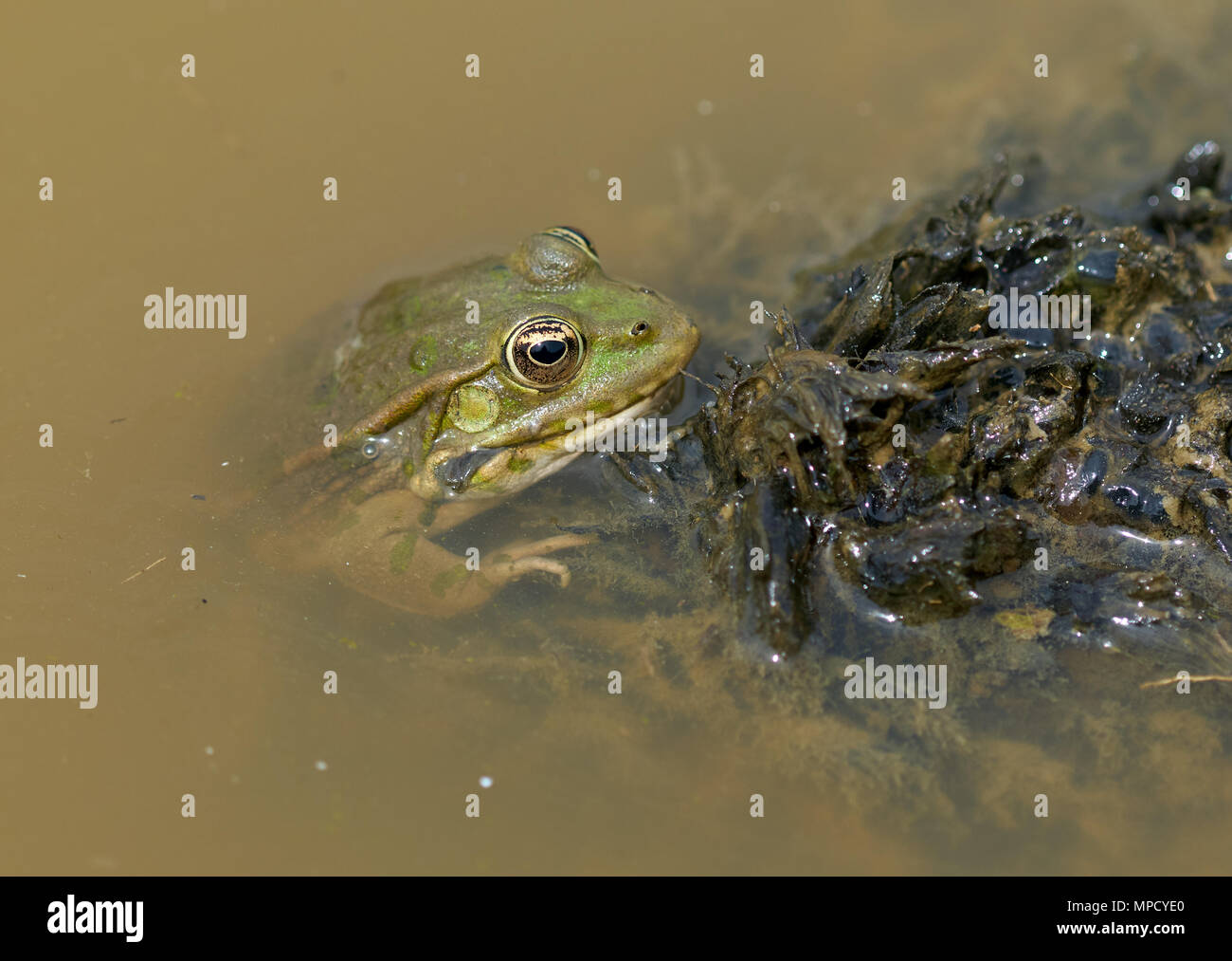 Ugly pool hi-res stock photography and images - Alamy