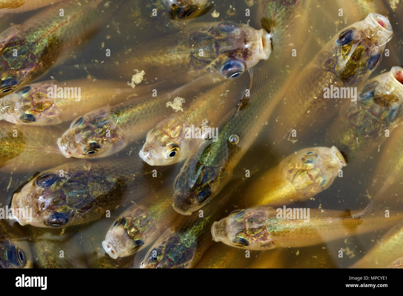 Closeup of many small baby prussian carp fish Stock Photo - Alamy