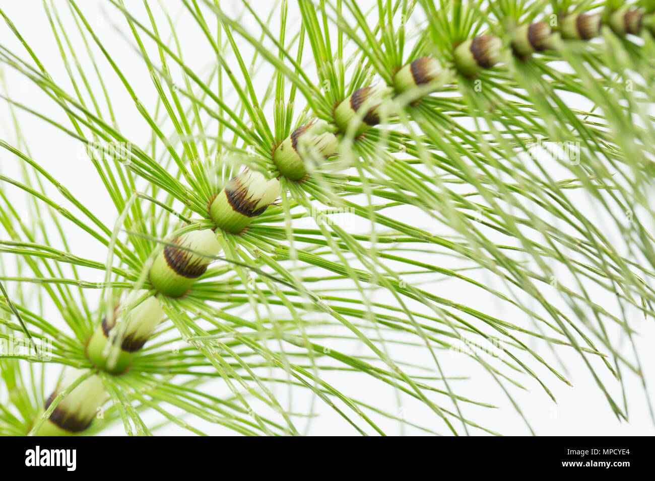 The Horsetail Fern, genus Equisetum. They are unusual in that they ...