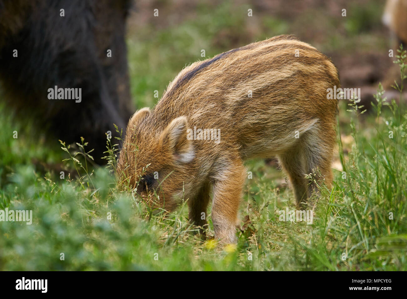 Feral pigs, sow and piglets rooting for food Stock Photo - Alamy