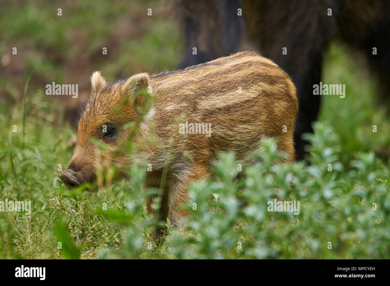 Feral pigs, sow and piglets rooting for food Stock Photo - Alamy