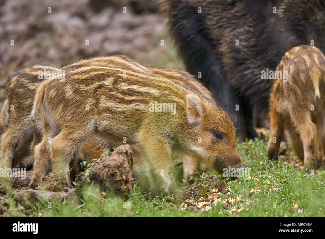 Feral pigs, sow and piglets rooting for food Stock Photo - Alamy