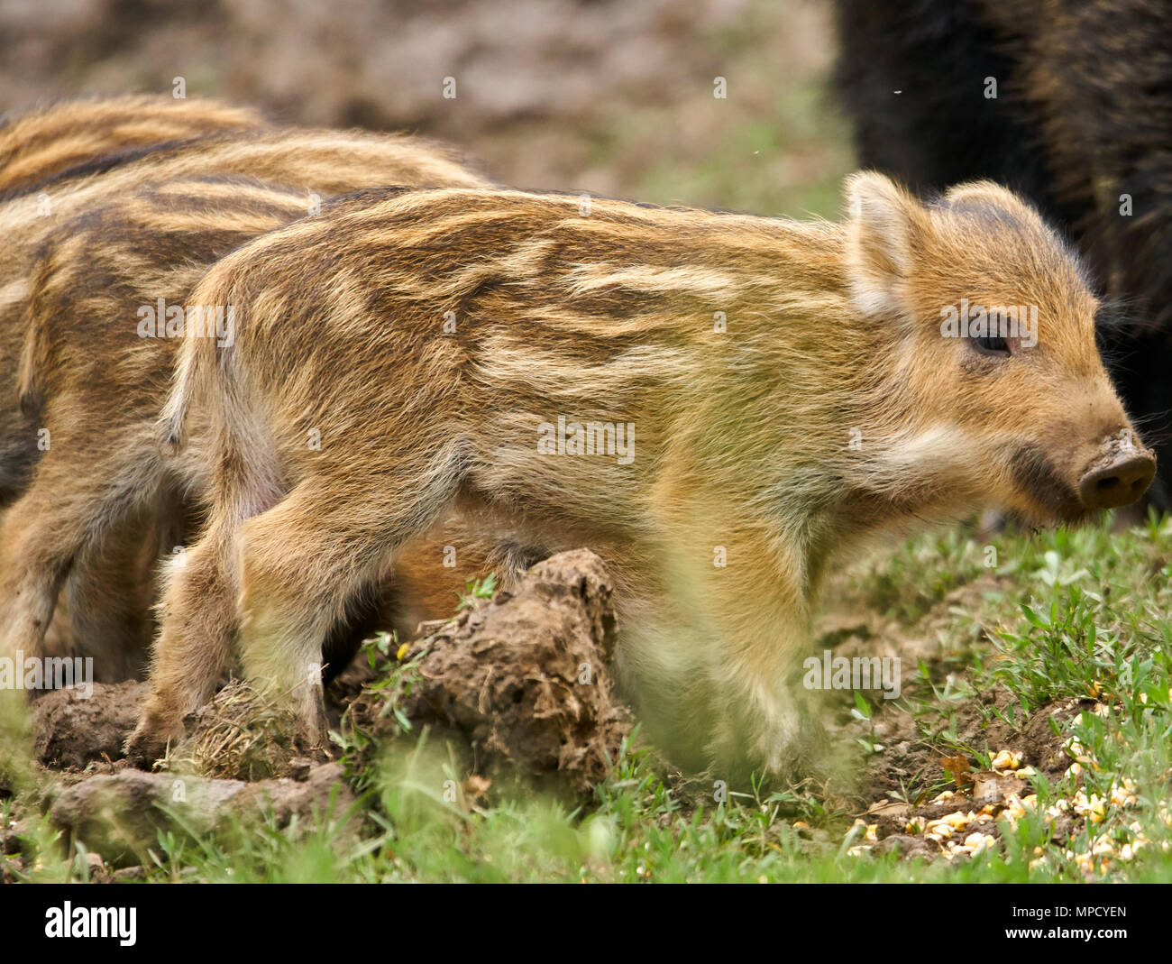 Feral pigs, sow and piglets rooting for food Stock Photo - Alamy