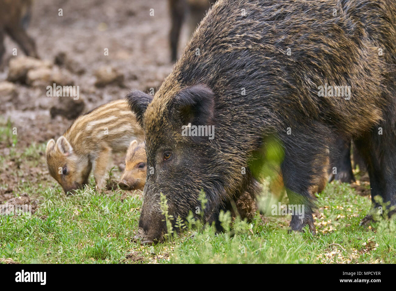 Feral pigs, sow and piglets rooting for food Stock Photo - Alamy