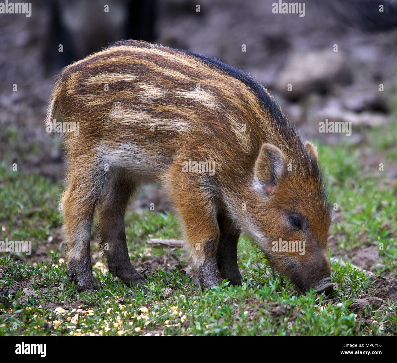 Feral pigs, sow and piglets rooting for food Stock Photo - Alamy