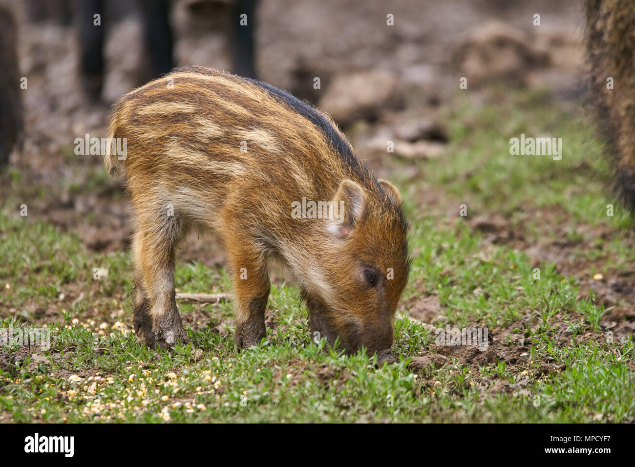 Feral pigs, sow and piglets rooting for food Stock Photo - Alamy