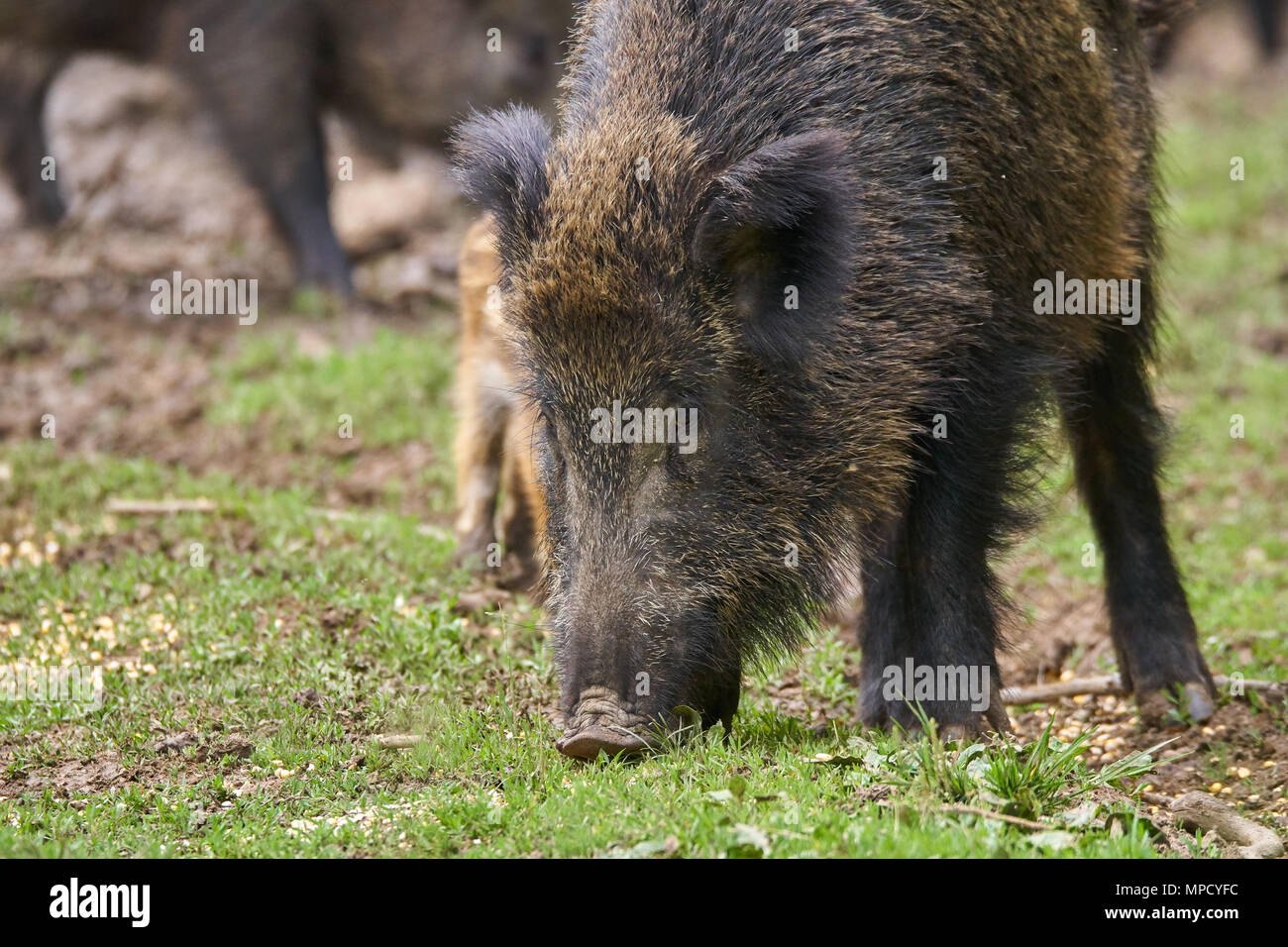 Feral pigs, sow and piglets rooting for food Stock Photo - Alamy