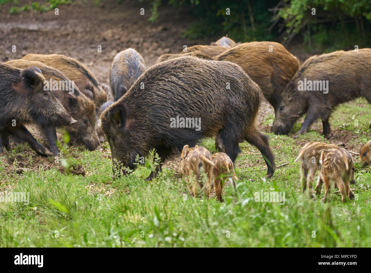 Feral pigs, sow and piglets rooting for food Stock Photo - Alamy