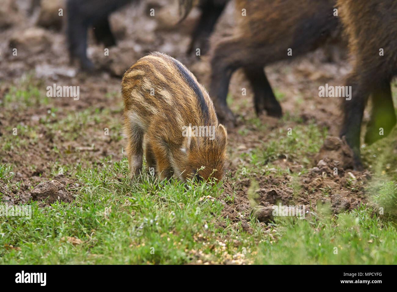 Feral pigs, sow and piglets rooting for food Stock Photo - Alamy