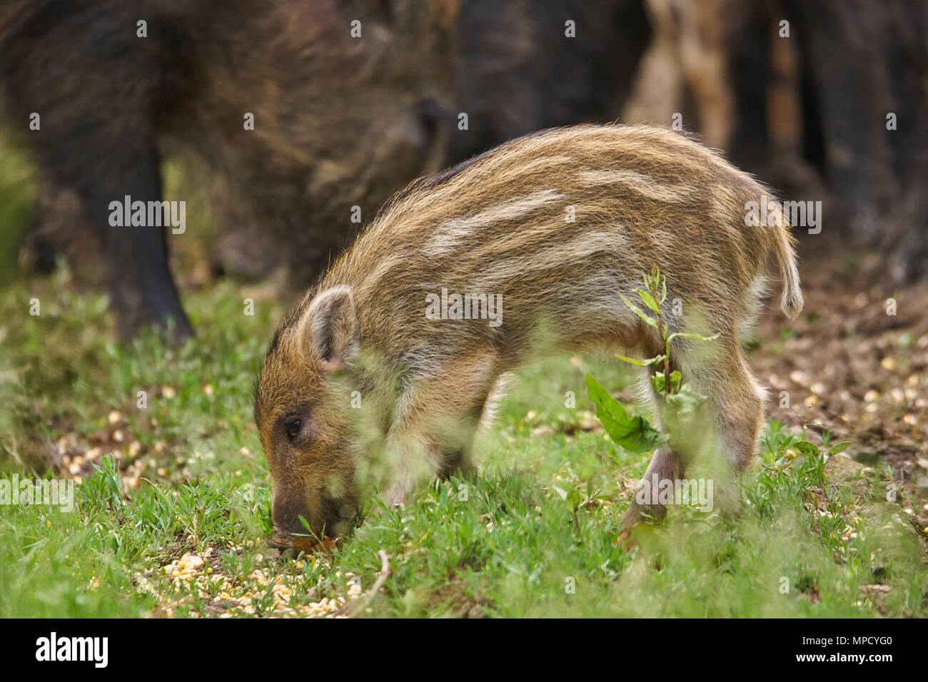 Feral pigs, sow and piglets rooting for food Stock Photo - Alamy