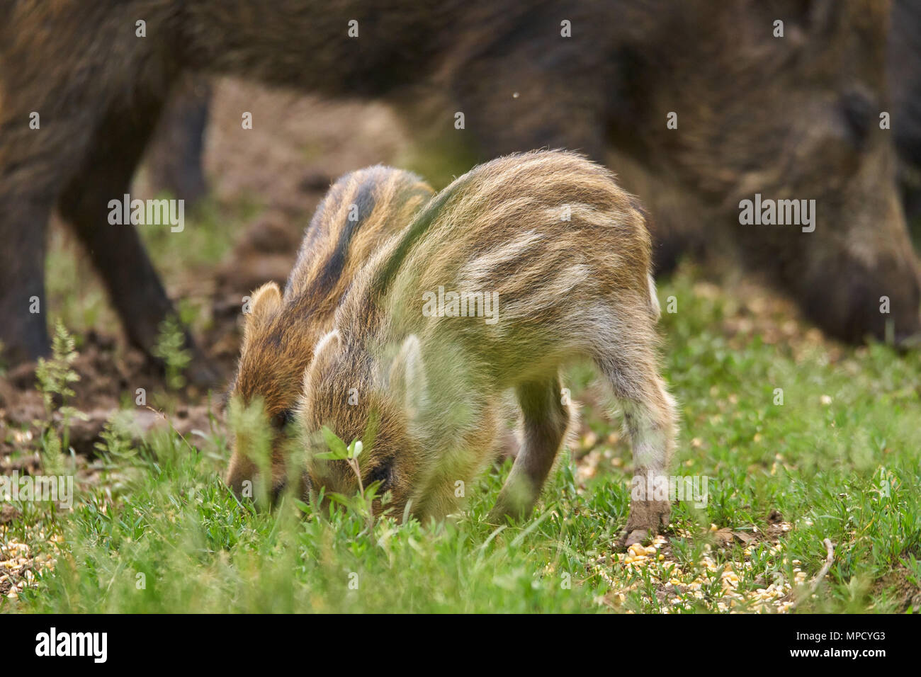 Feral pigs digging hi-res stock photography and images - Alamy