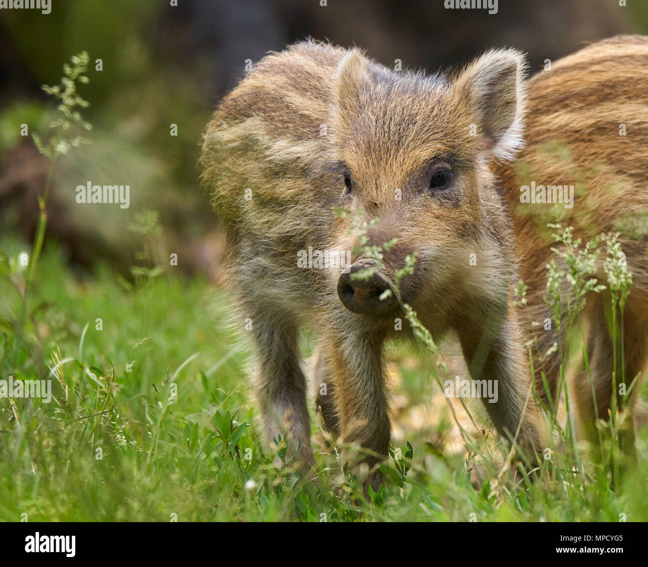 Feral pigs digging hi-res stock photography and images - Alamy