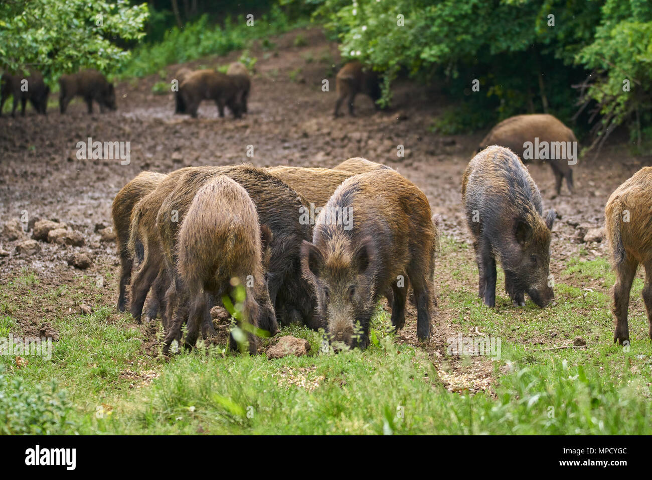 Juvenile wild hogs rooting, searching for food in the forest Stock ...