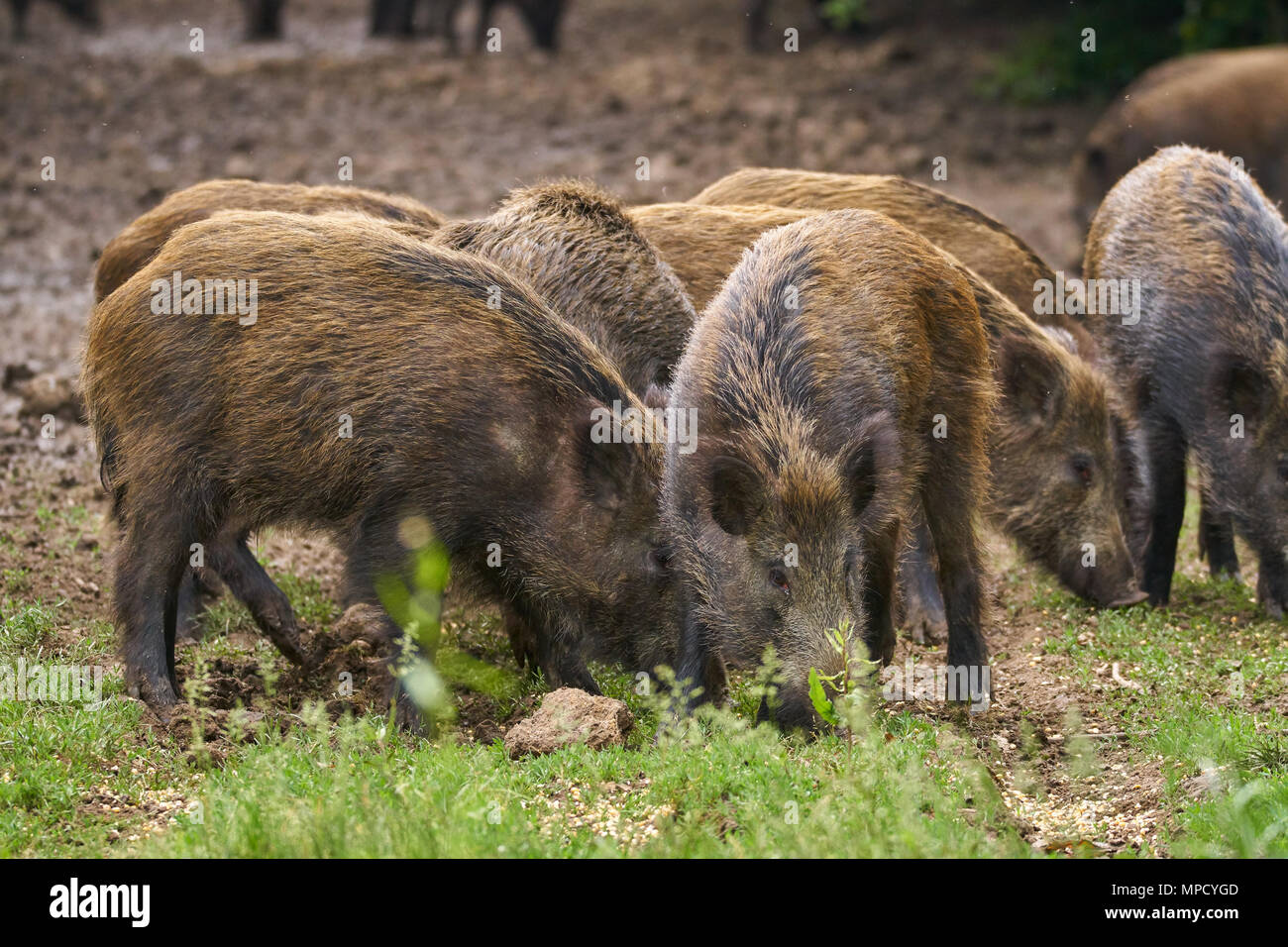 Juvenile wild hogs rooting, searching for food in the forest Stock ...