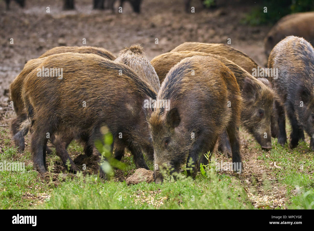 Juvenile wild hogs rooting hi-res stock photography and images - Alamy