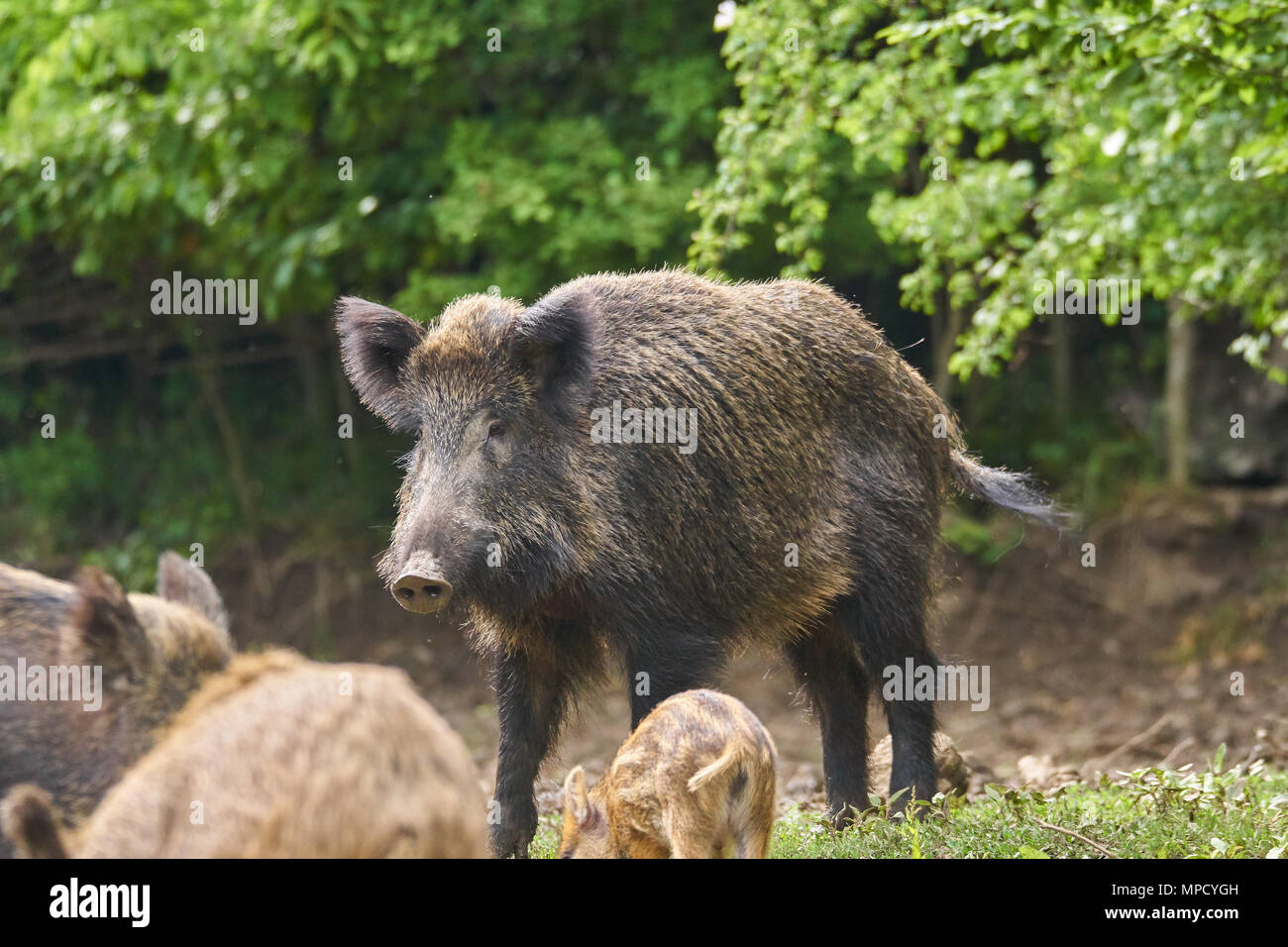Feral pigs, sow and piglets rooting for food Stock Photo - Alamy