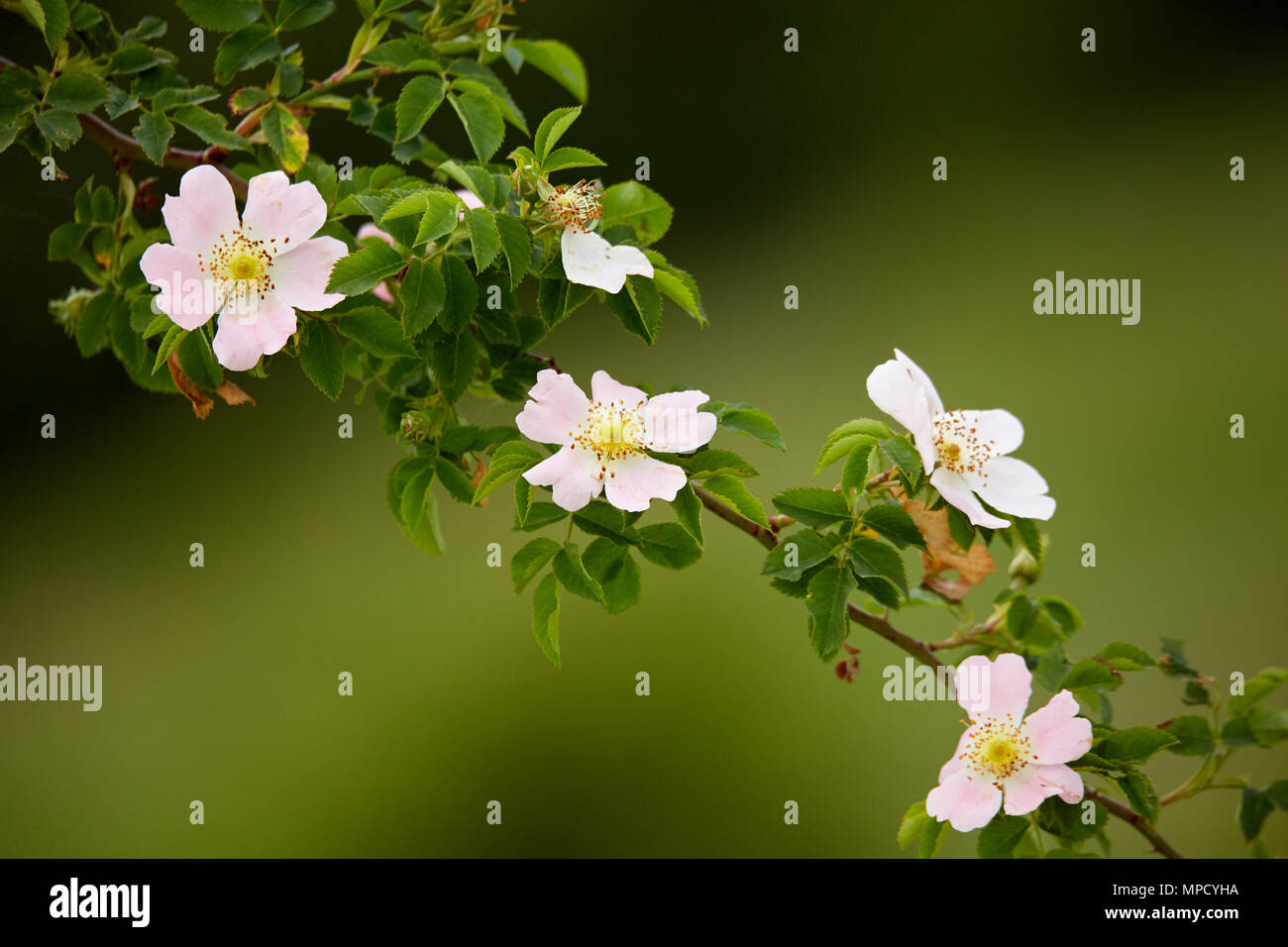 Briar bush hi-res stock photography and images - Alamy