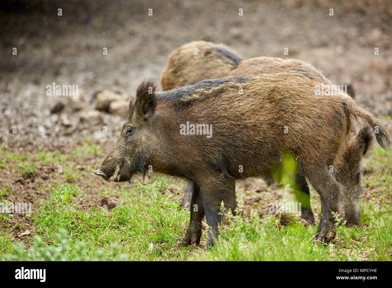 Juvenile wild hogs rooting, searching for food in the forest Stock ...