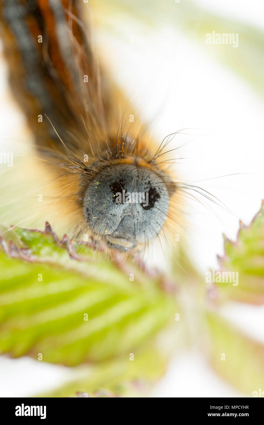 Lackey moth caterpillars hi-res stock photography and images - Alamy